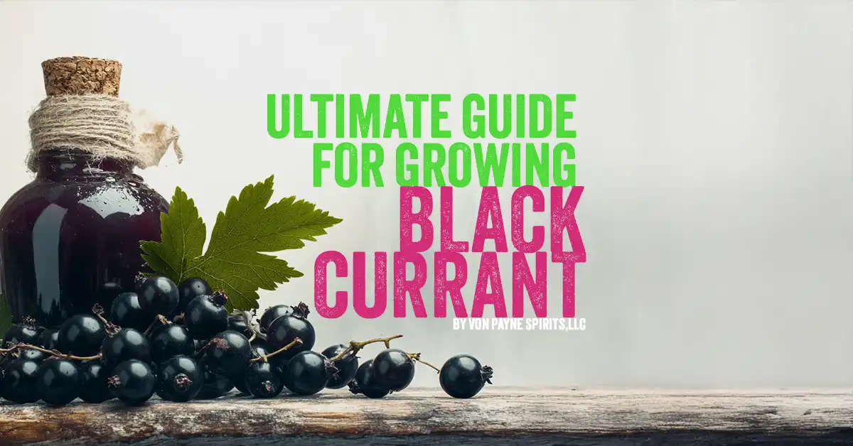 The Ultimate Guide to Growing Black Currant